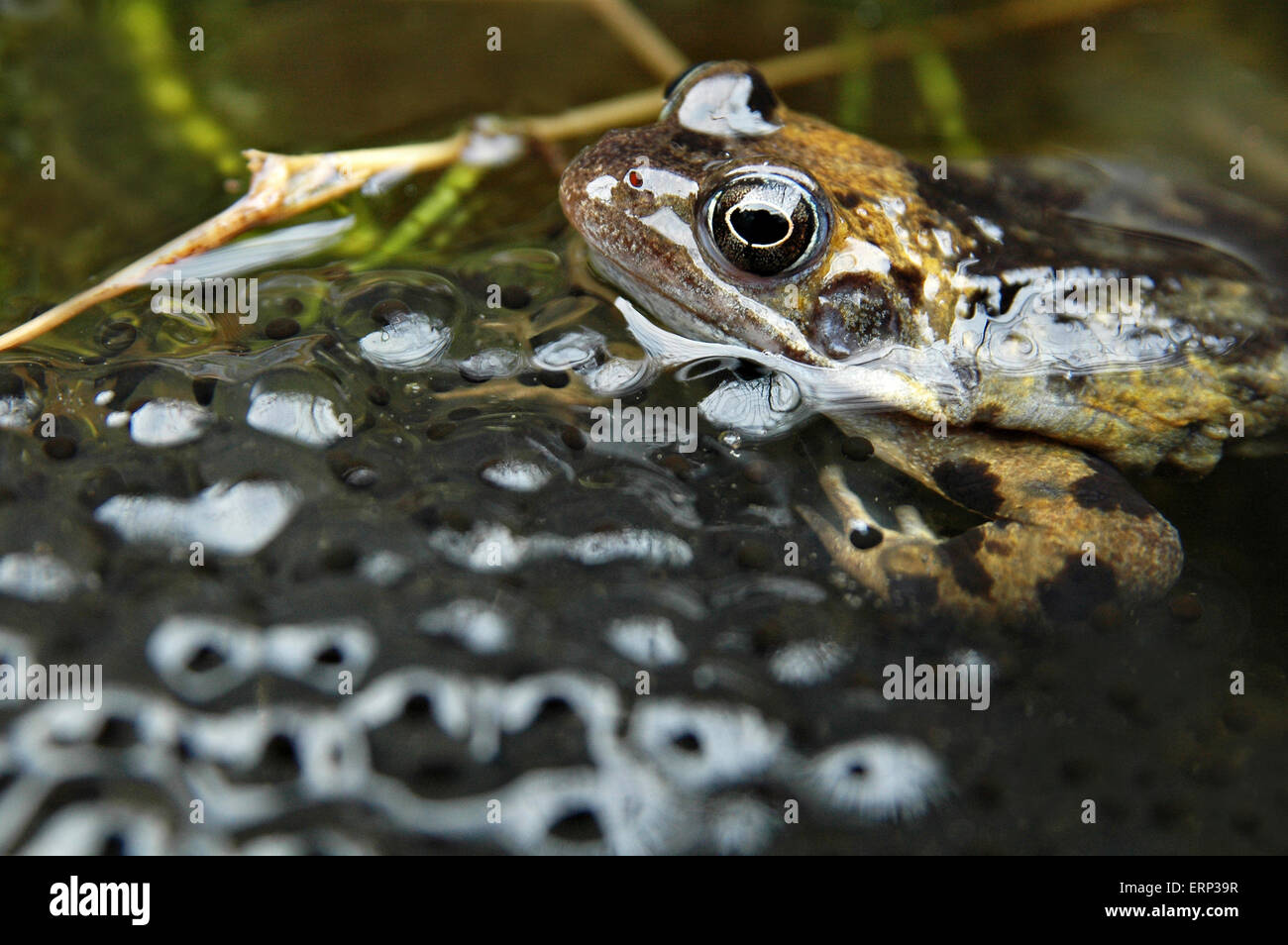 Frogs in an urban garden pond protect their frogspawn Stock Photo - Alamy
