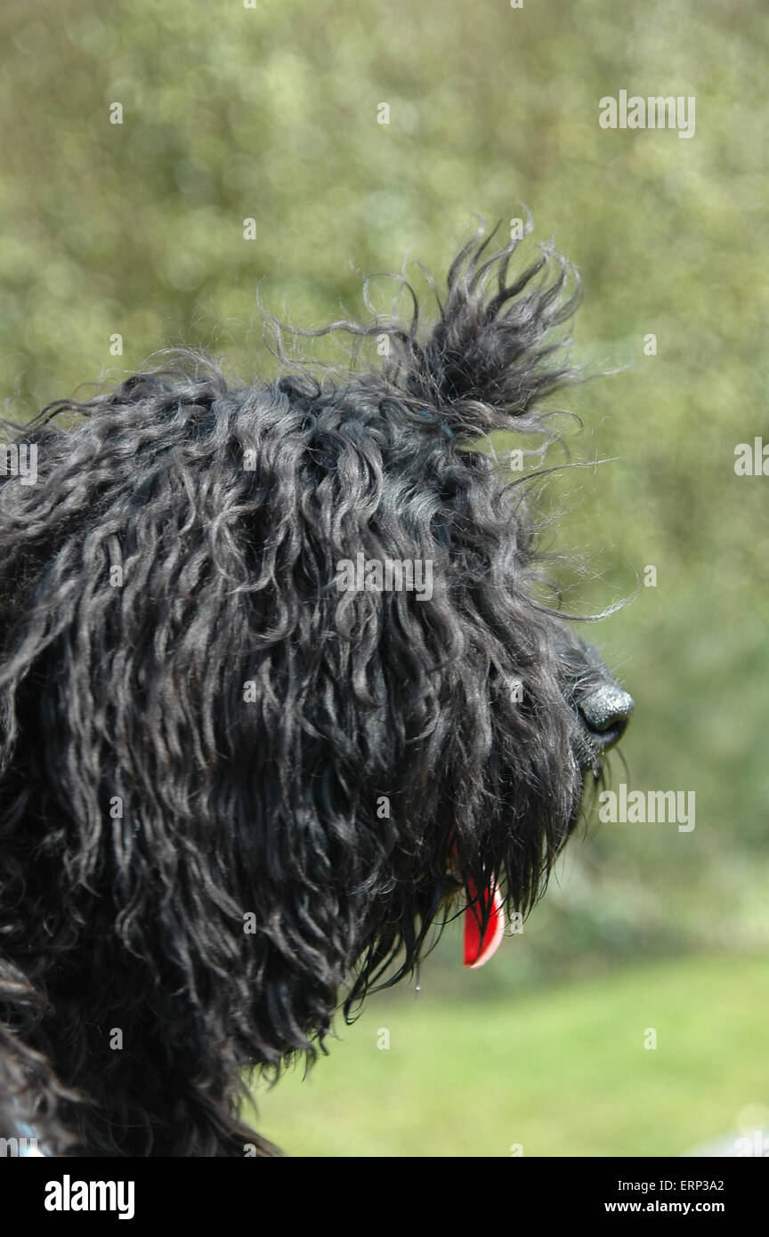 A hot and panting black cockapoo dog Stock Photo - Alamy