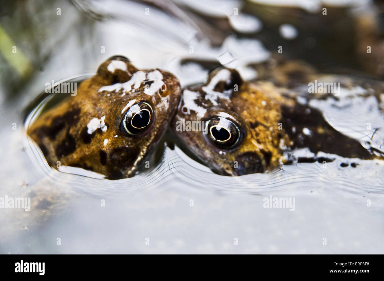 Frogs in an urban garden pond protect their frogspawn Stock Photo - Alamy