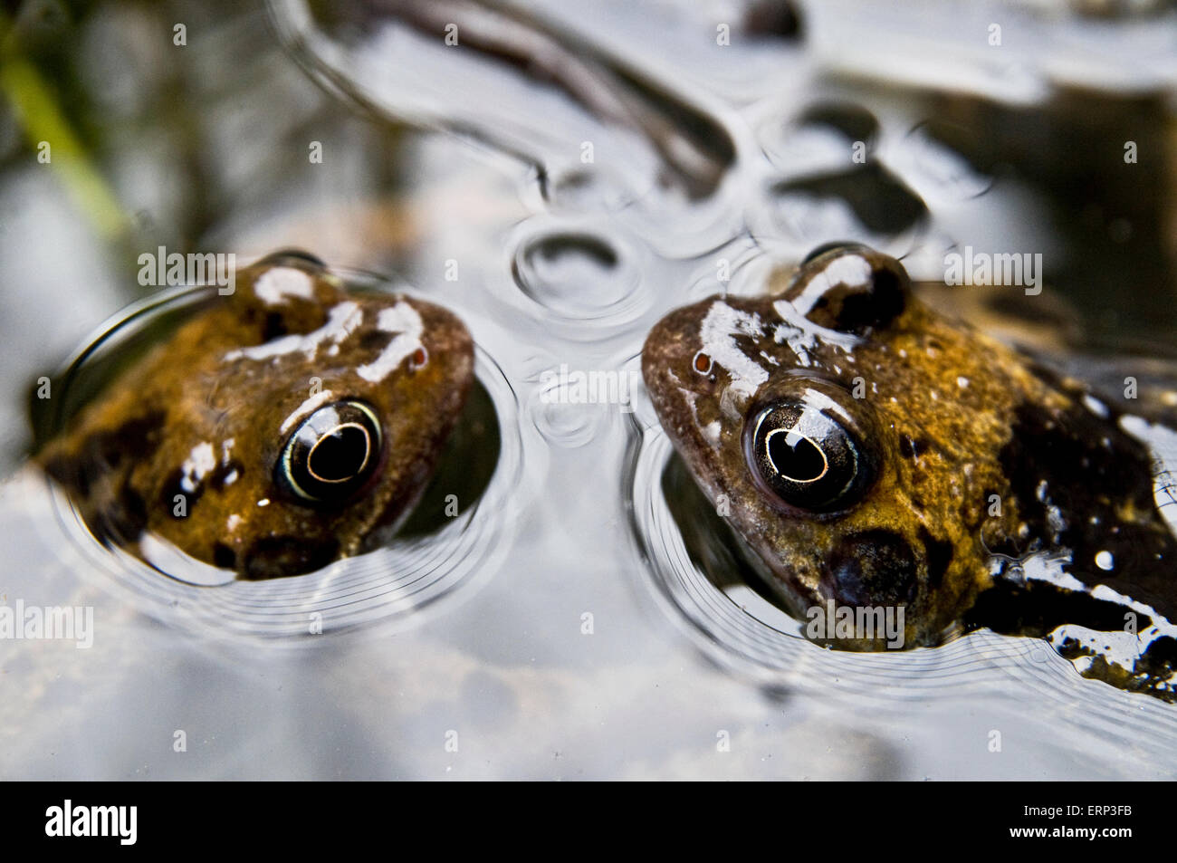 Frogs in an urban garden pond protect their frogspawn Stock Photo - Alamy
