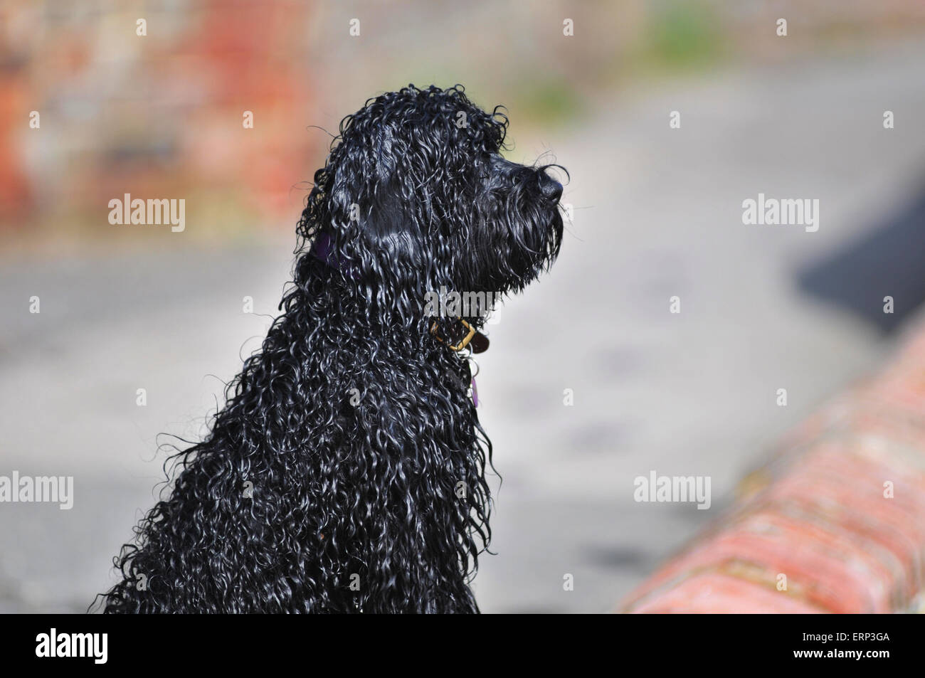 Black cockapoo hi-res stock photography and images - Alamy