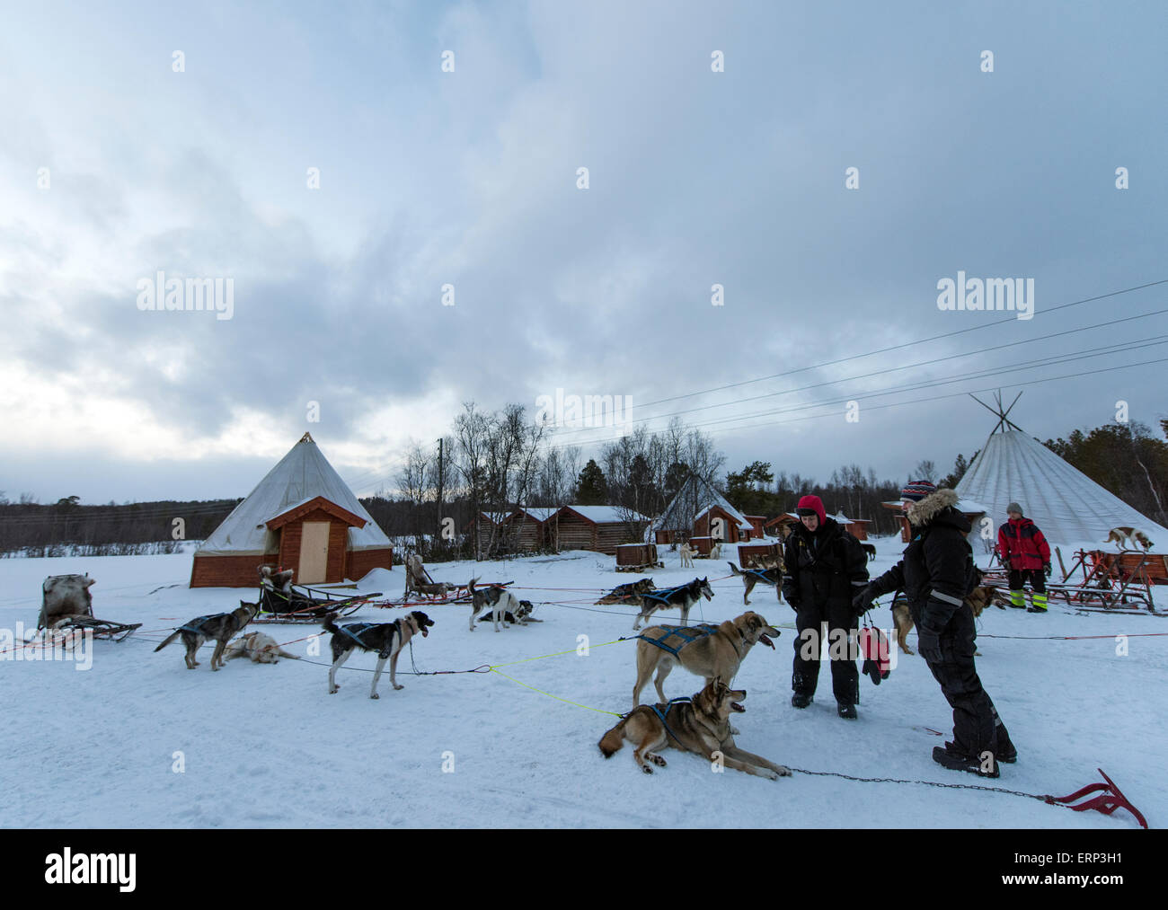 Husky farm and dog sledding Alta Norway Scandinavia Europe Stock Photo ...