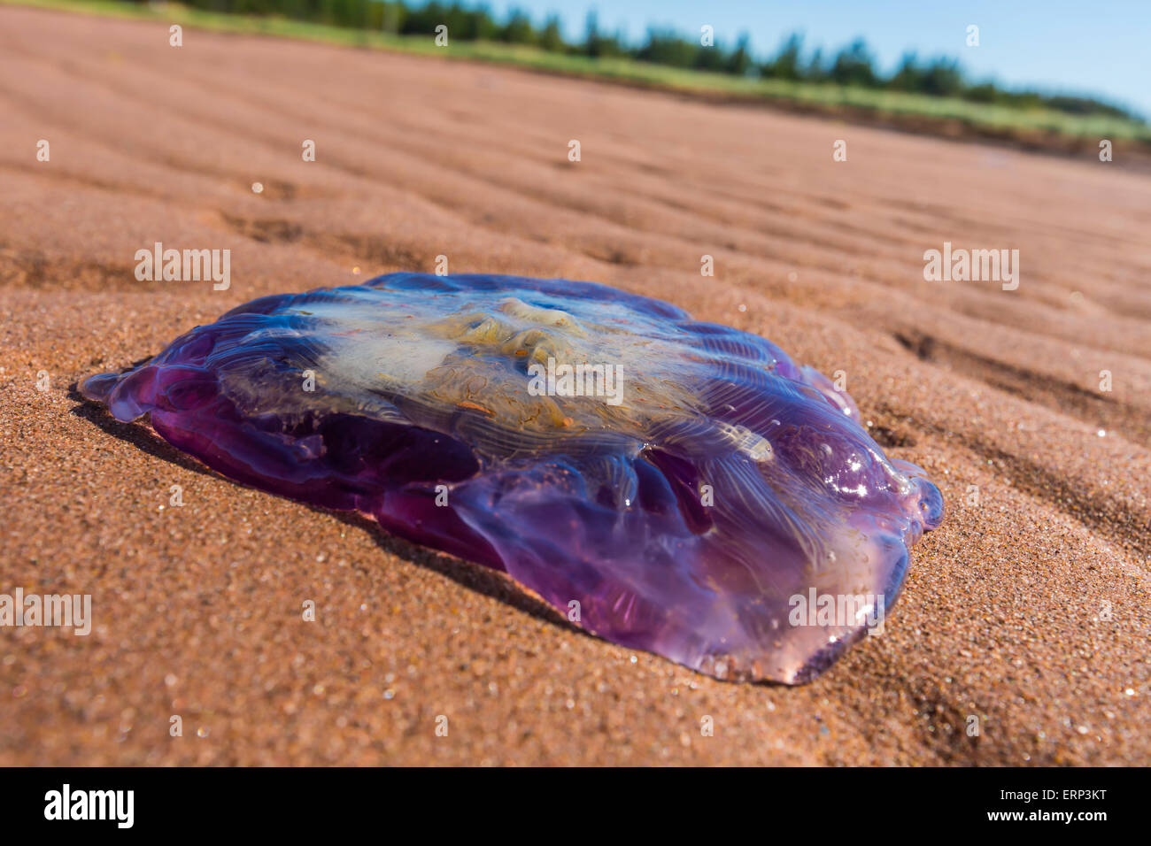 A large purple jellyfish washed up on a Prince Edward Island beach ...