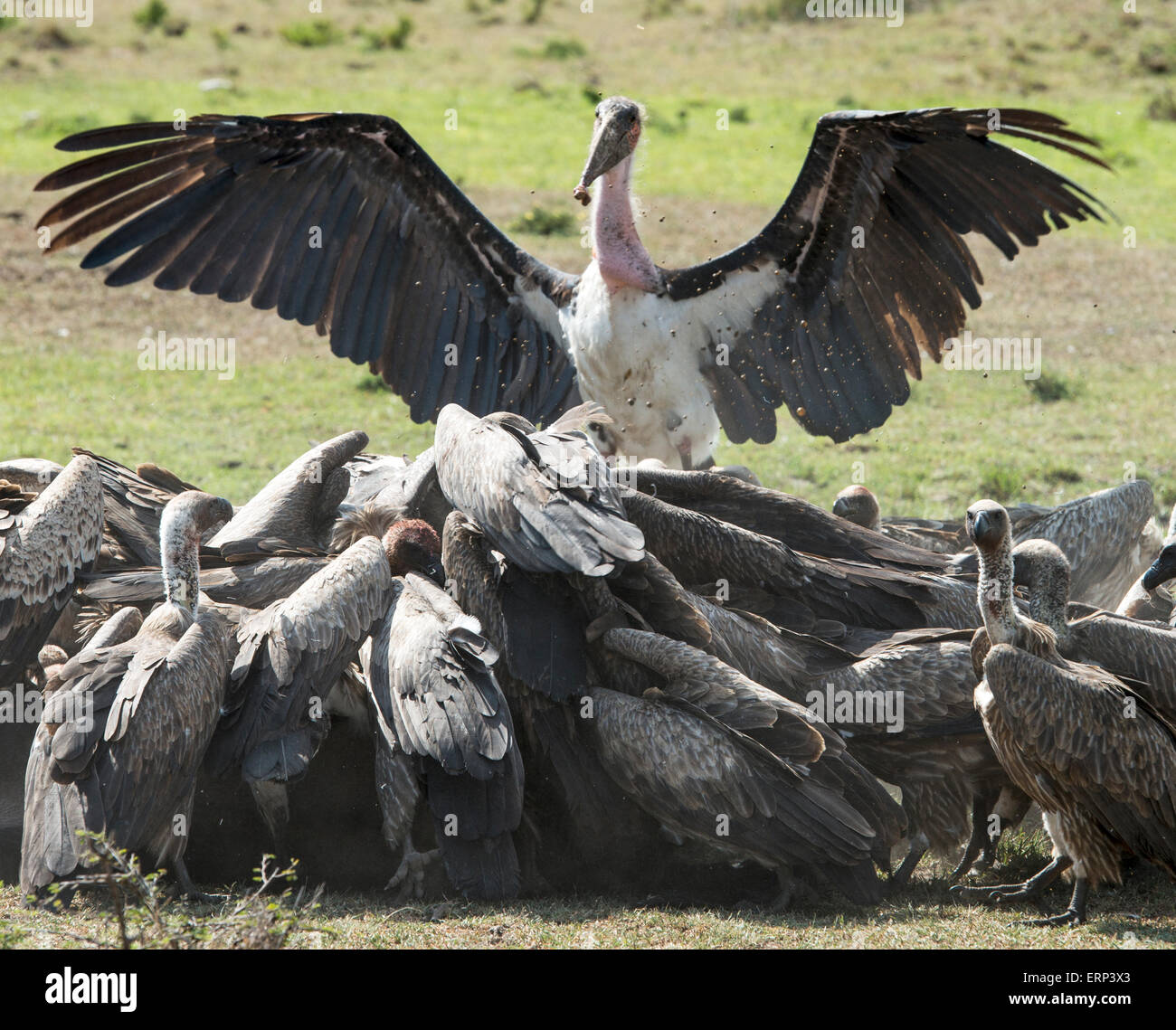 Marabou stork (Leptoptilos crumeniferus) and vultures feeding Masai Mara National Reserve Kenya ...
