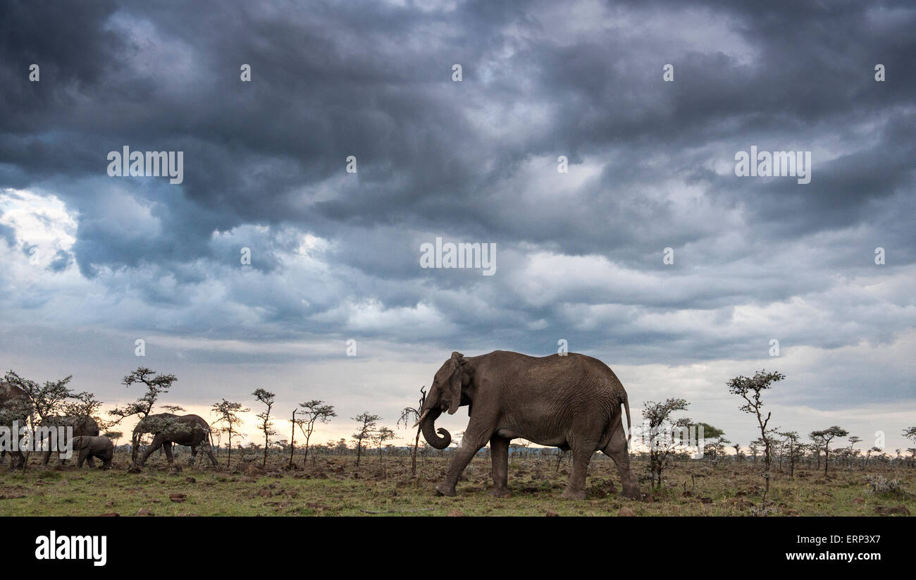 Adult African Elephant (Loxodonta africana) Mara Naboisho conservancy ...