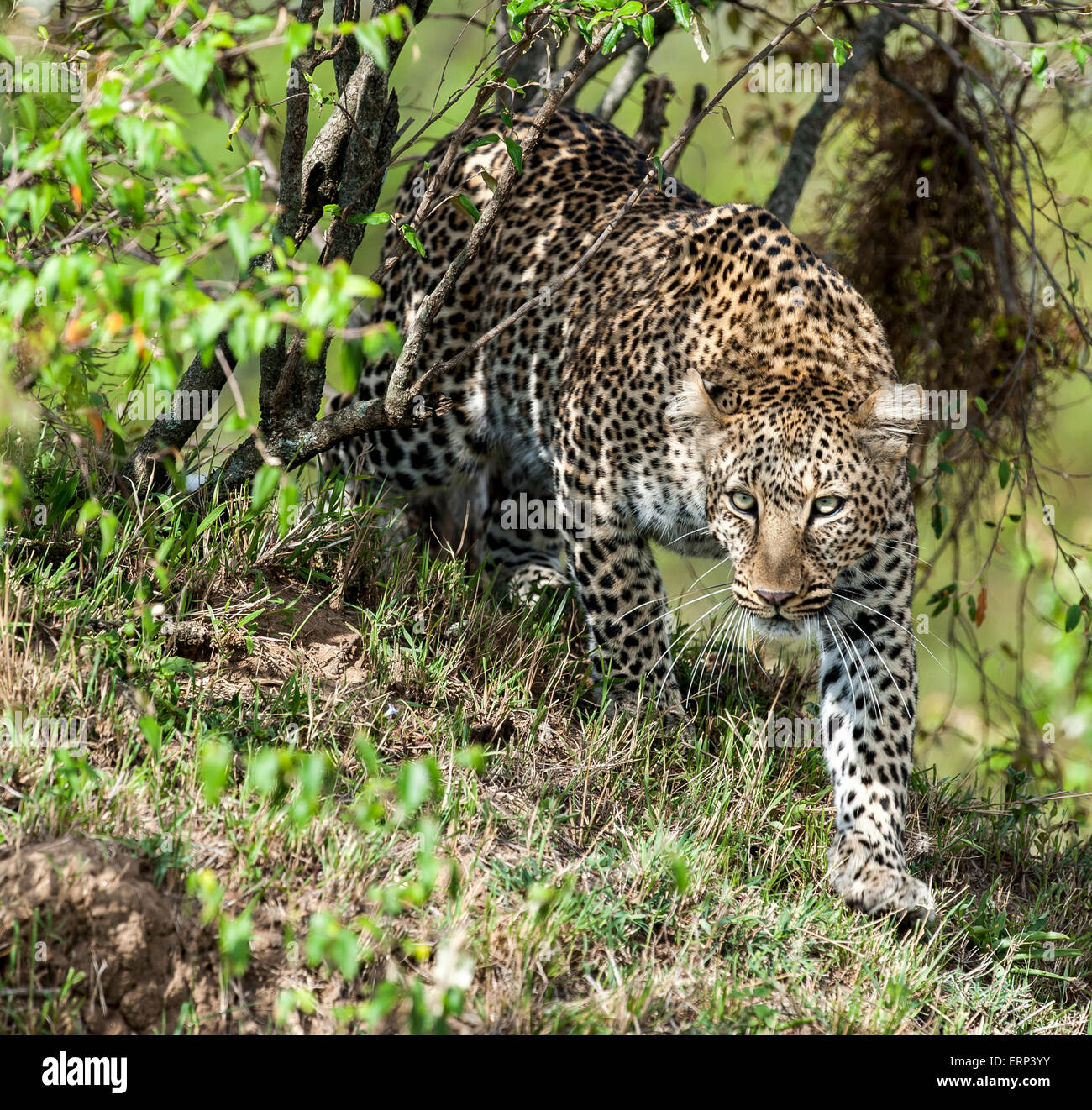 Adult female leopard (Panthera pardus) walking Maasai Mara National ...
