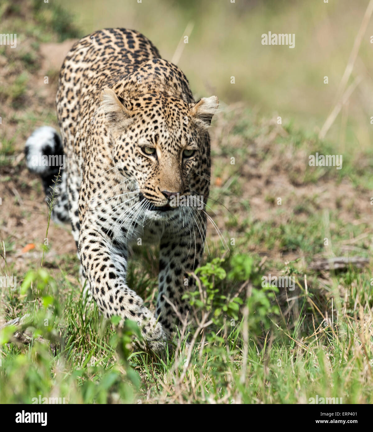 Adult female leopard (Panthera pardus) walking Maasai Mara National ...