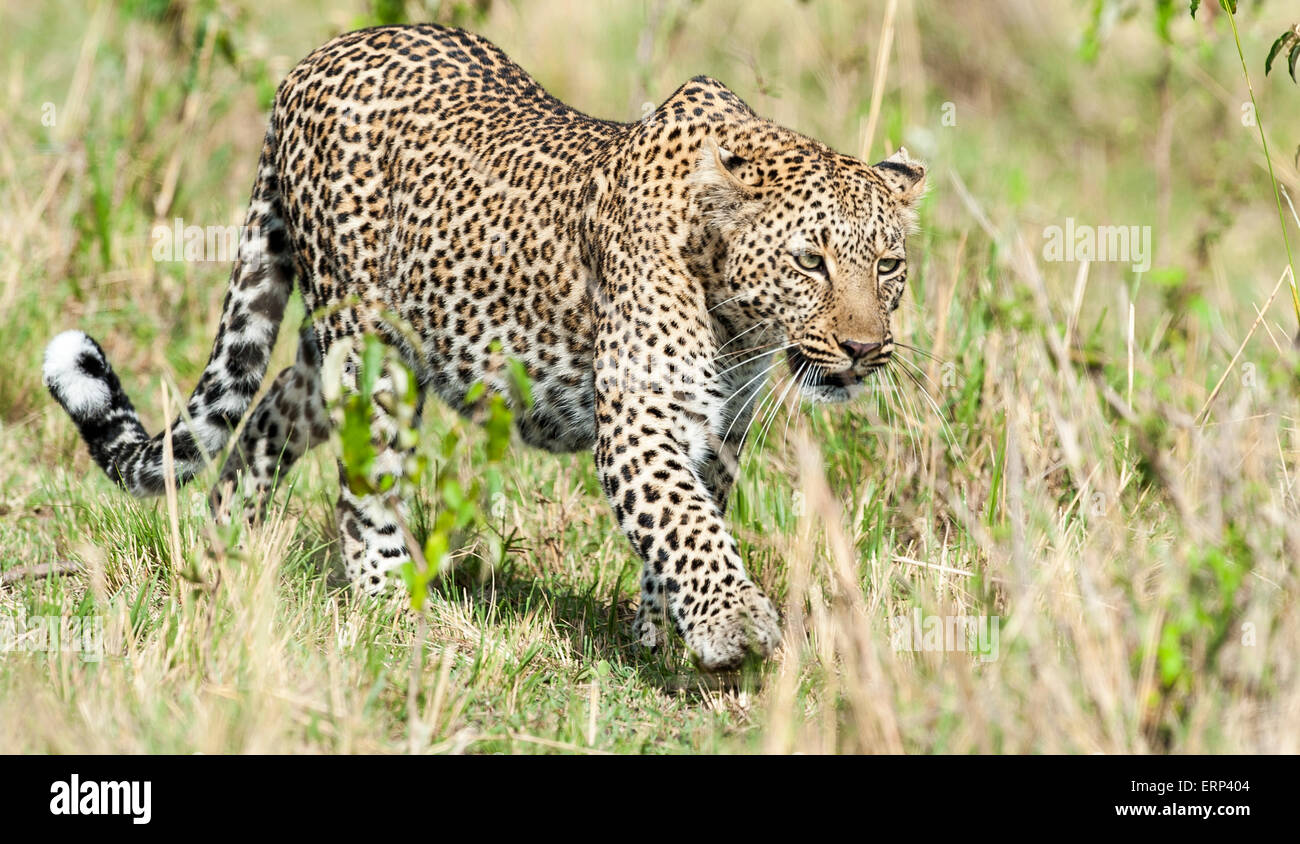 Adult female leopard (Panthera pardus) walking Maasai Mara National ...