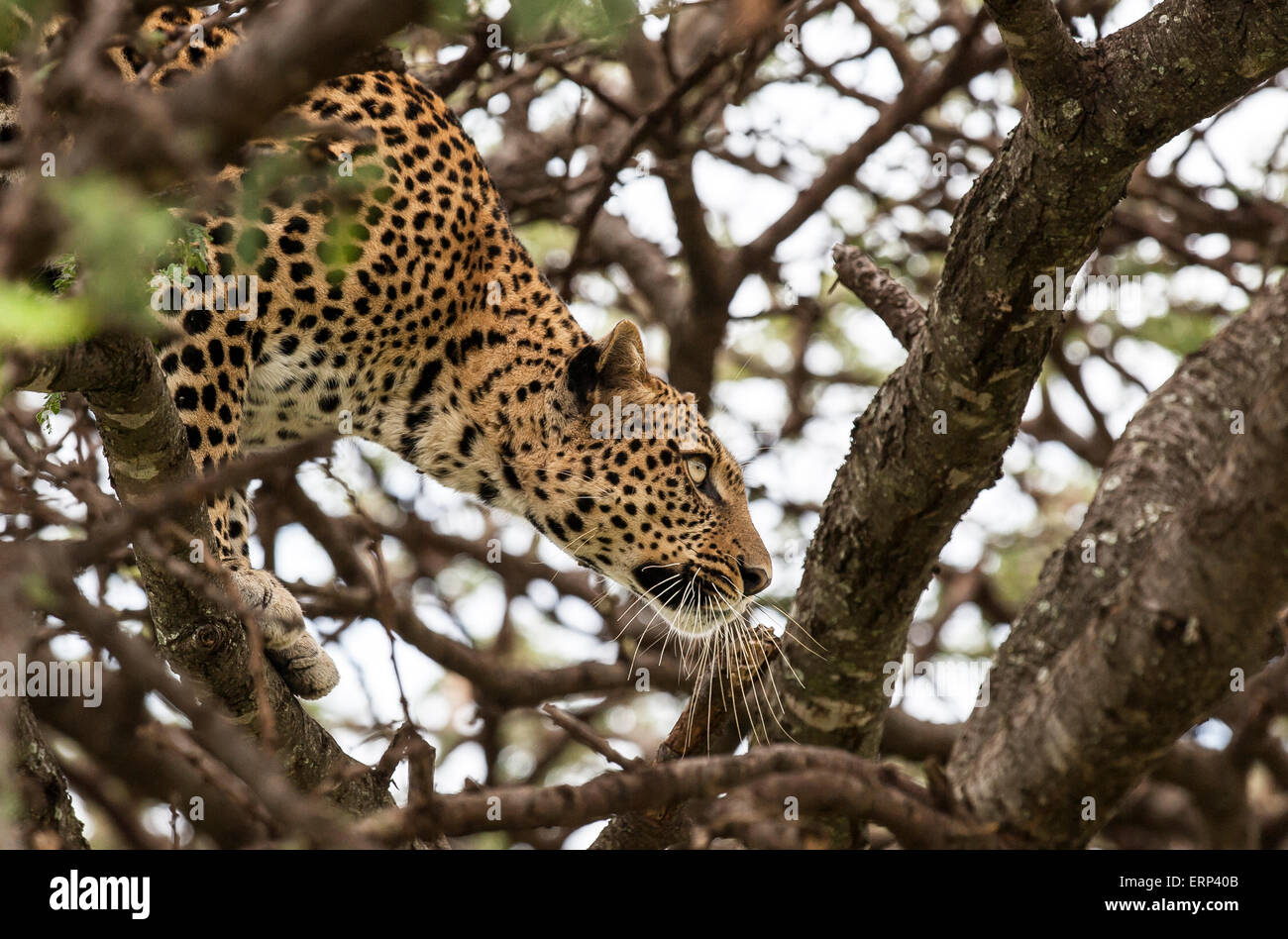 Adult female leopard (Panthera pardus) on tree Mara North conservancy ...
