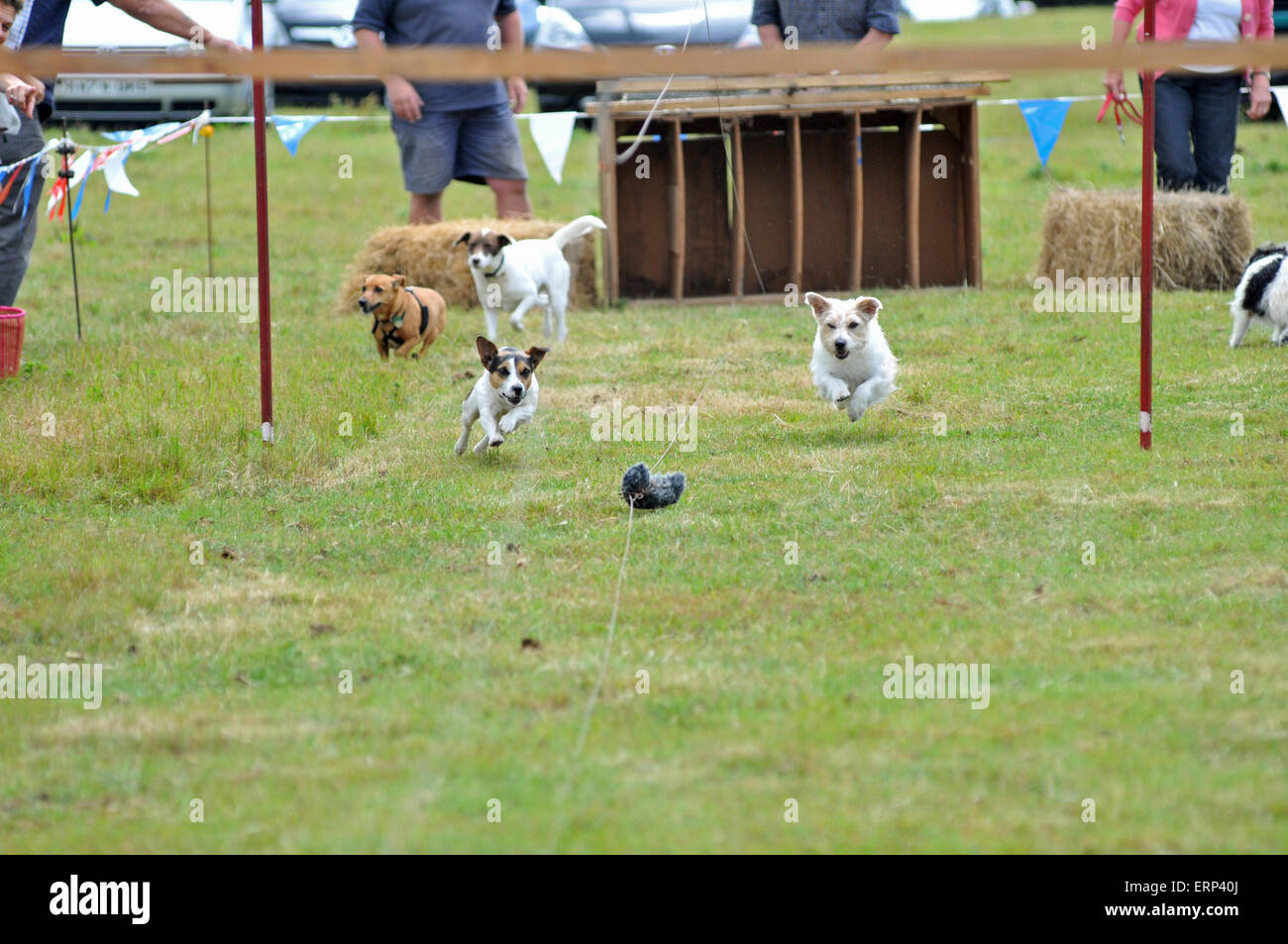 Racing terriers hi-res stock photography and images - Alamy