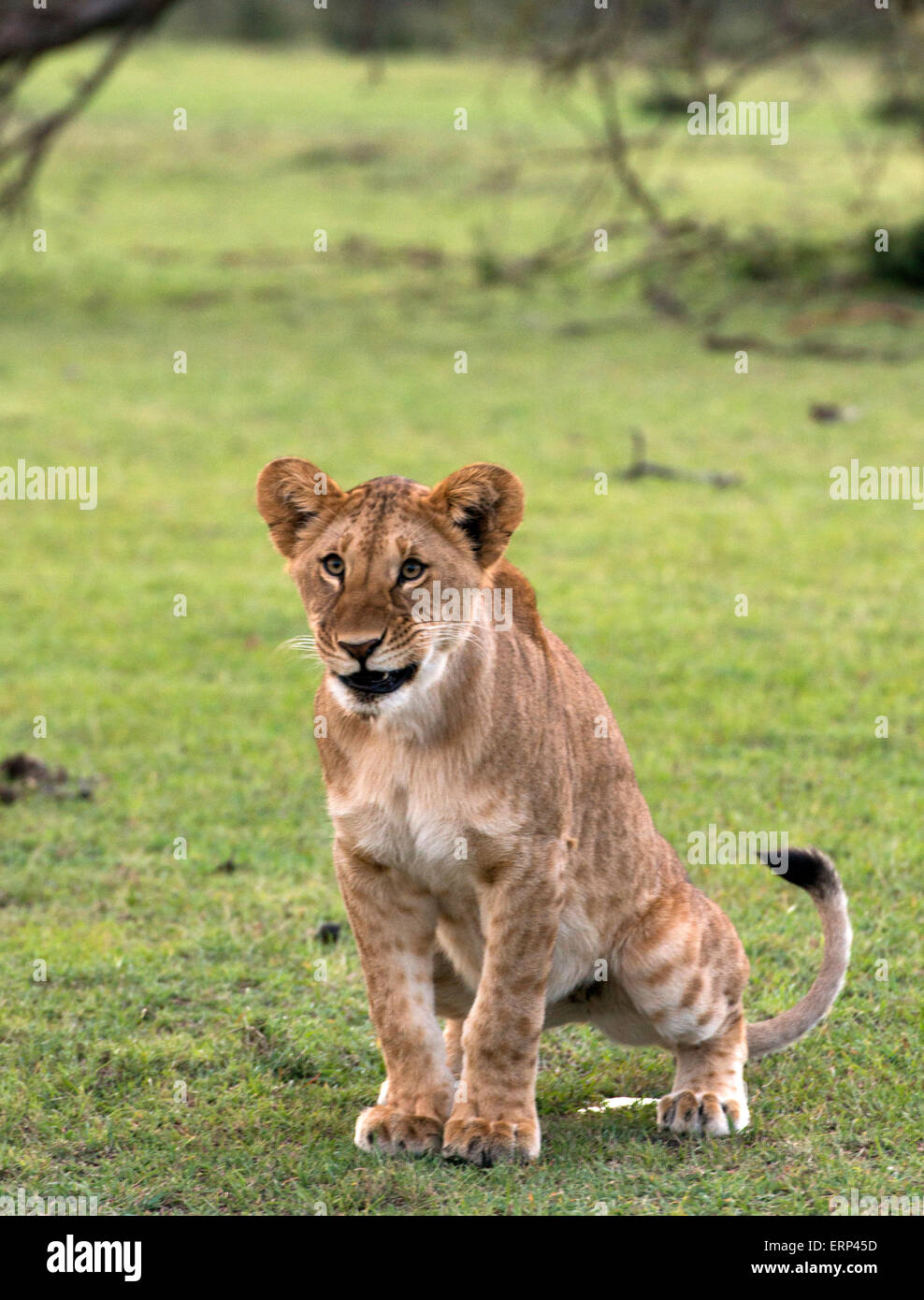 Juveline lion (Panthera leo) making funny face while urinating Mara ...