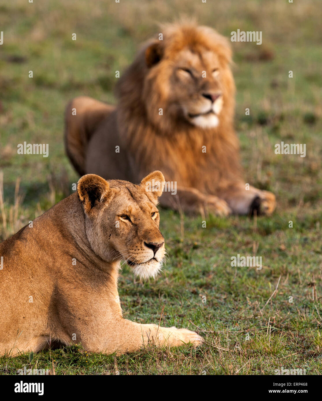 Male and female lion hi-res stock photography and images - Alamy