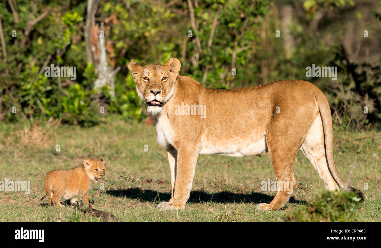 Female lion cub hi-res stock photography and images - Alamy