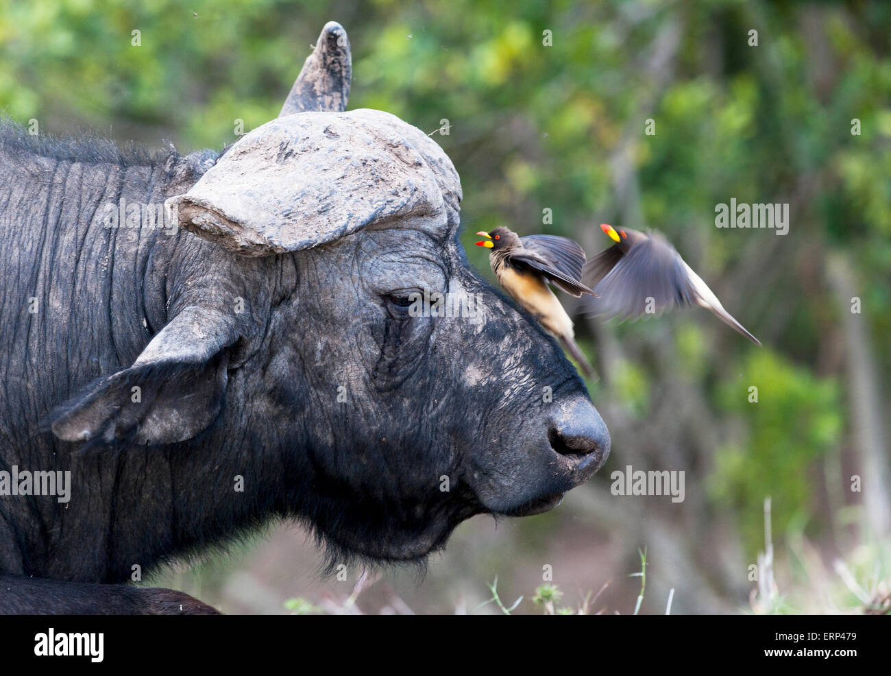 Oxpeckers hi-res stock photography and images - Alamy