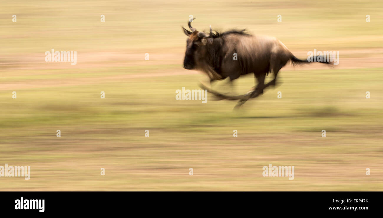 Wildebeest Running Full Speed
