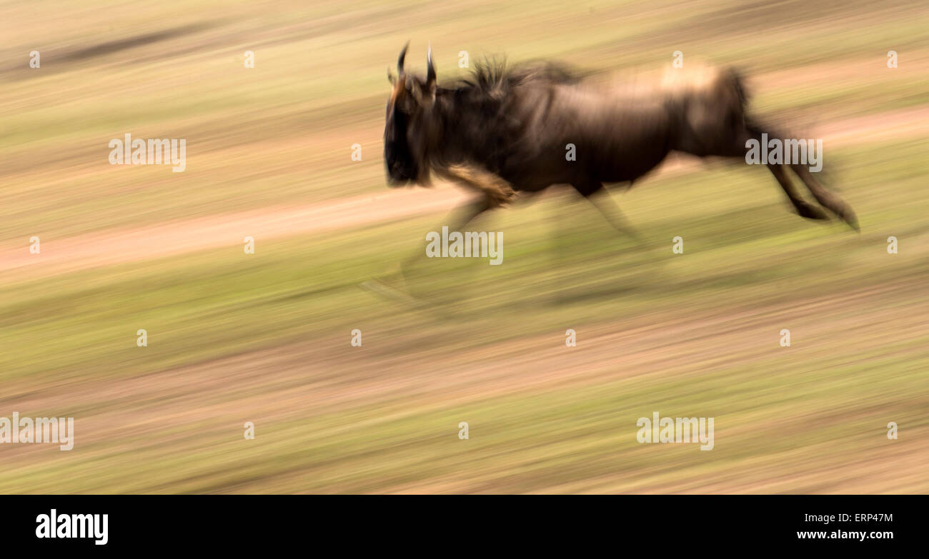 Blue wildebeest common wildebeest hi-res stock photography and images ...