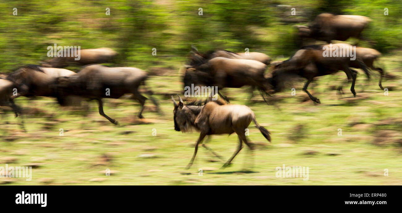 Blue or common wildebeests (Connochaetes taurinus) running at full ...