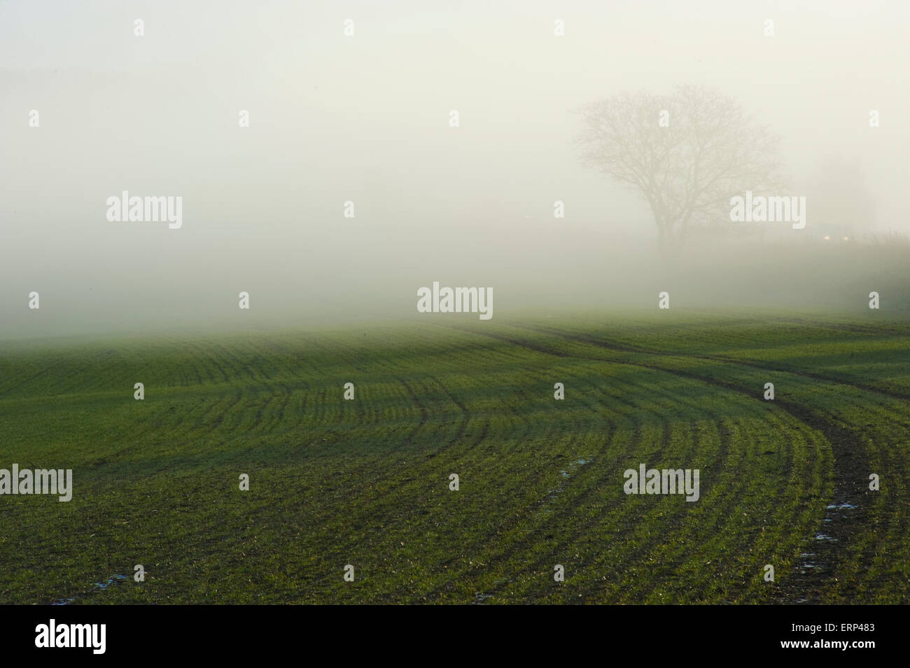 A rural foggy scene in Oxfordshire Stock Photo - Alamy