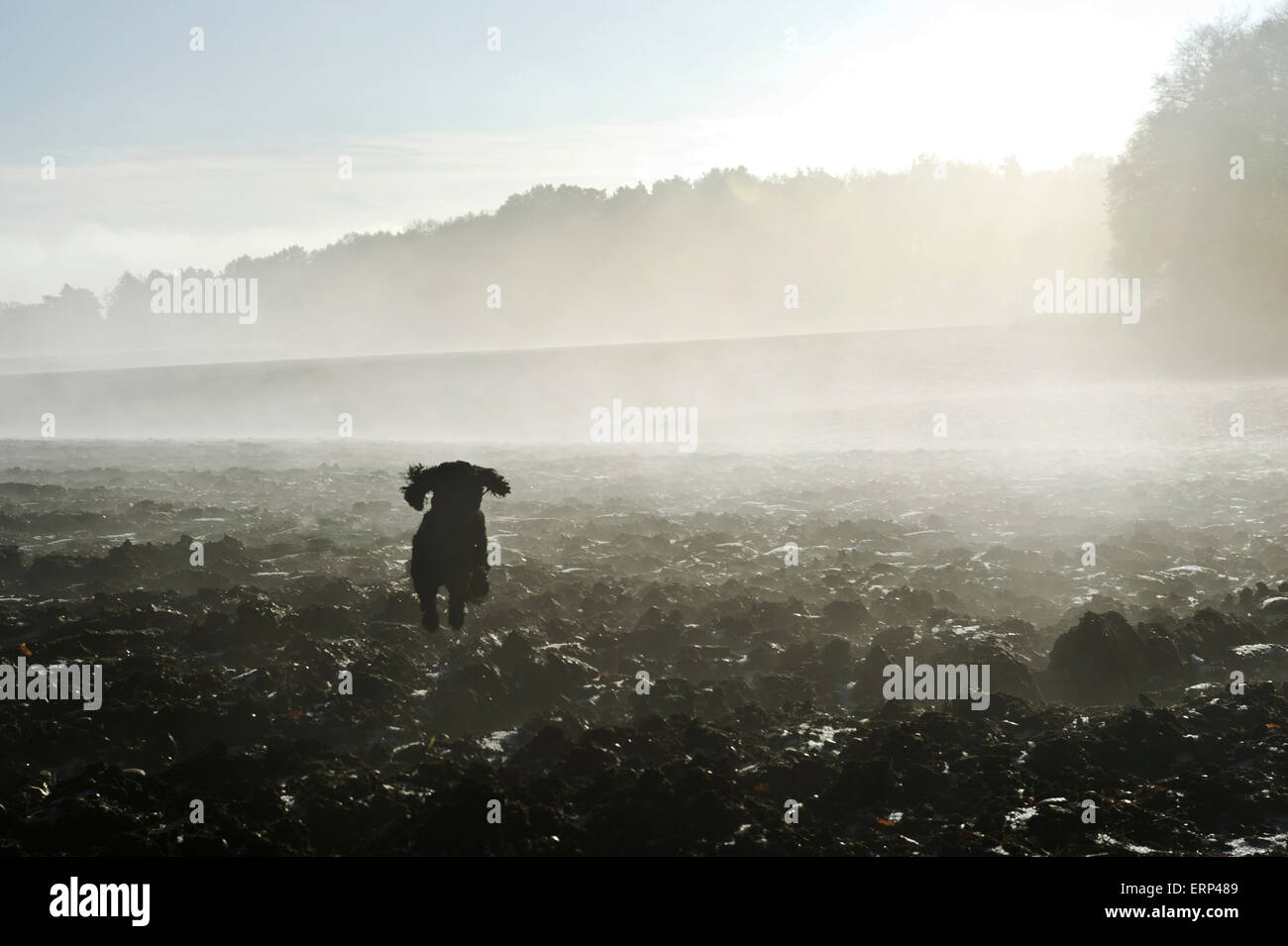 A small happy dog bounces through the mist on a foggy day Stock Photo ...
