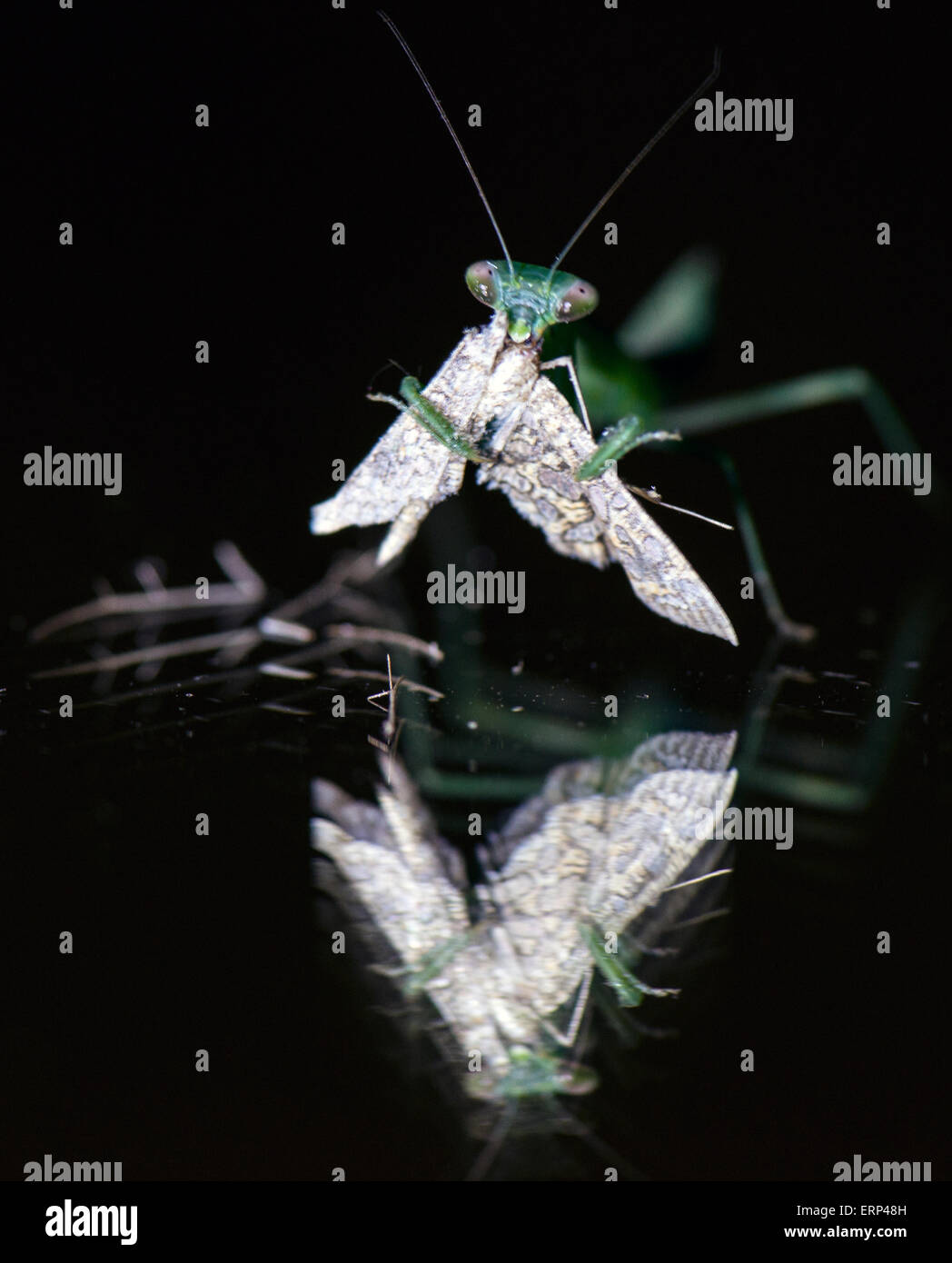 Praying Mantis (Mantodea) feeding on moth Mara Naboisho conservancy ...