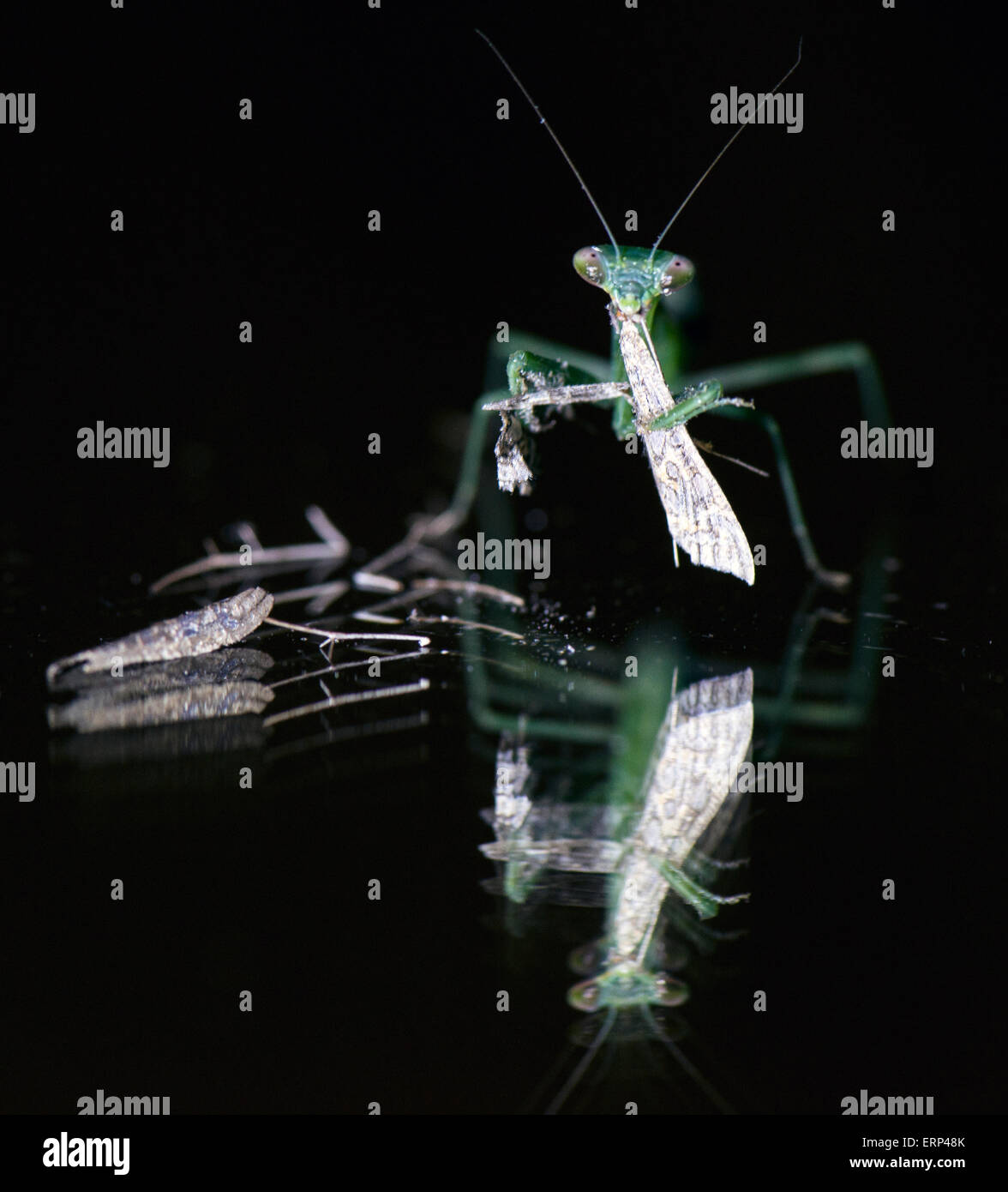 Mantis feeding on an insect hi-res stock photography and images - Alamy