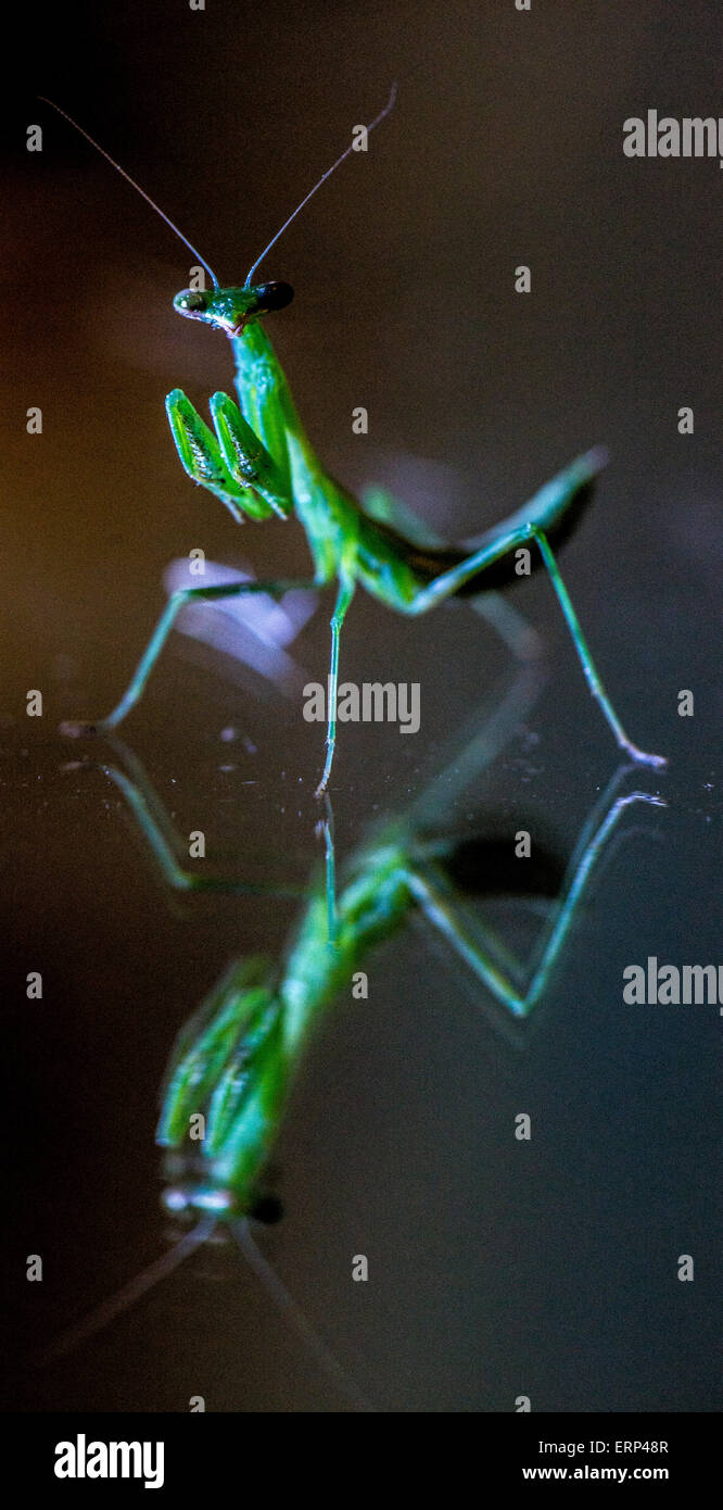 Praying Mantis (Mantodea) Mara Naboisho conservancy Kenya Africa Stock ...