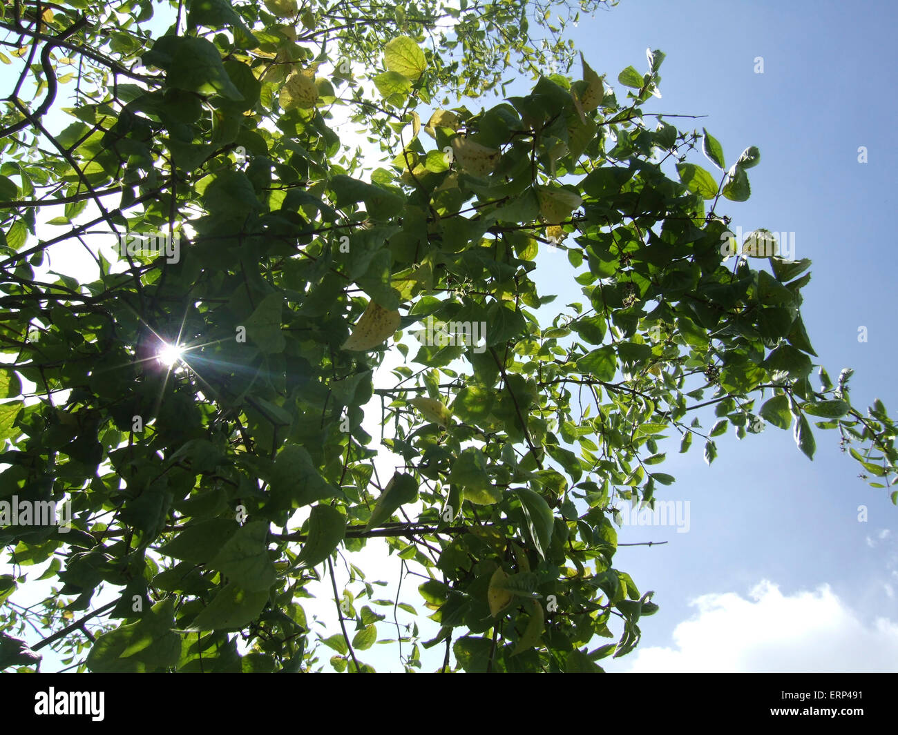 Dappled sunlight shines through a tree in summer Stock Photo - Alamy