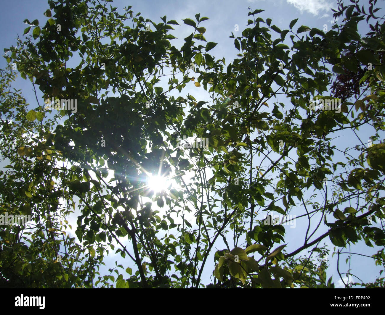Dappled sunlight shines through a tree in summer Stock Photo - Alamy