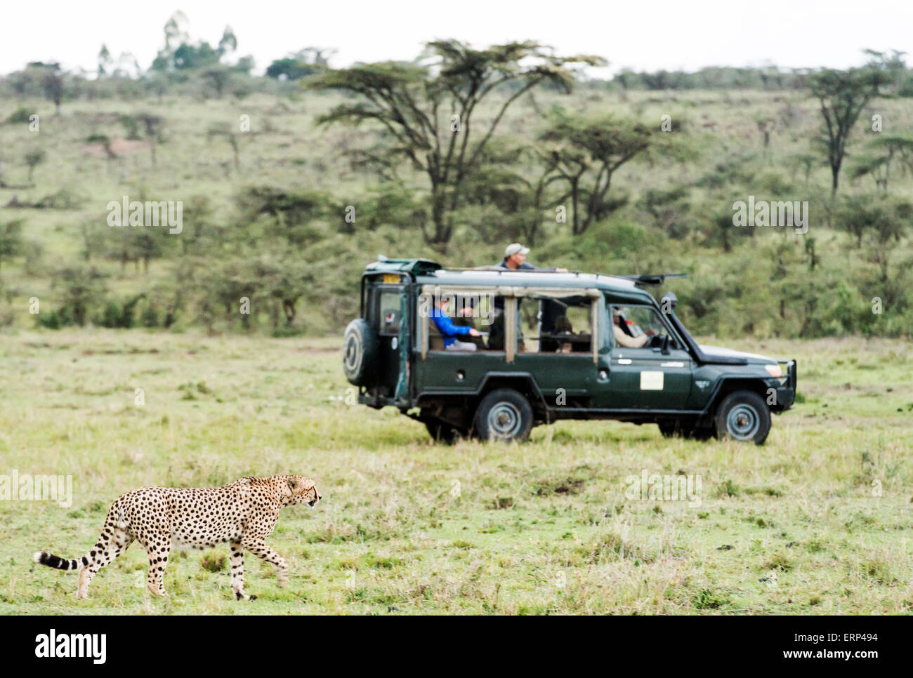 Cheetah (Acinonyx jubatus) and safari car Olare Orok Conservancy Kenya ...