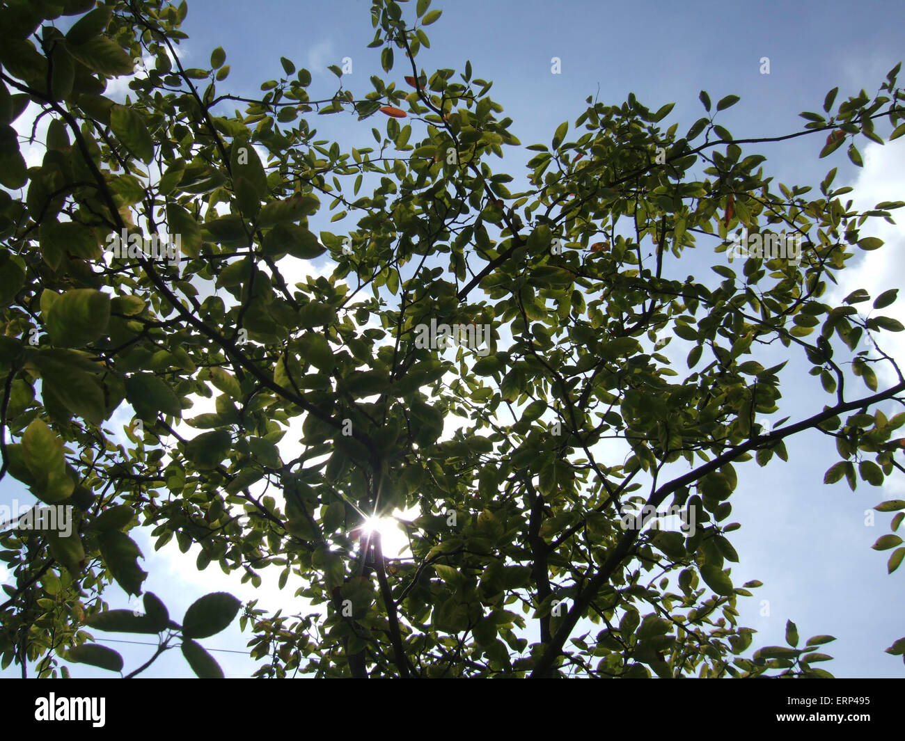Dappled sunlight shines through a tree in summer Stock Photo - Alamy
