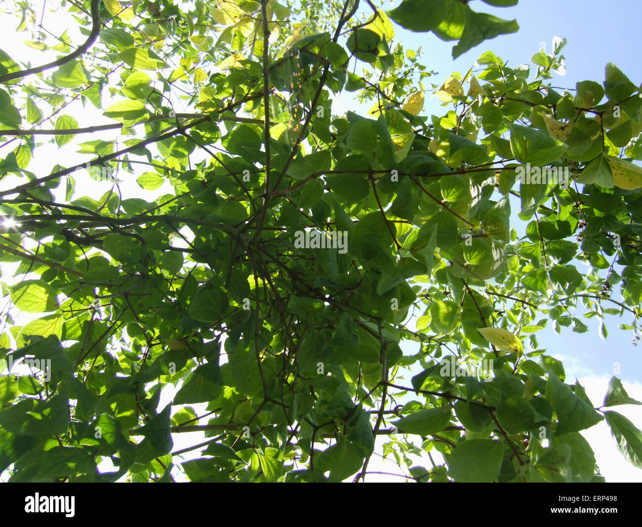 Dappled sunlight shines through a tree in summer Stock Photo - Alamy