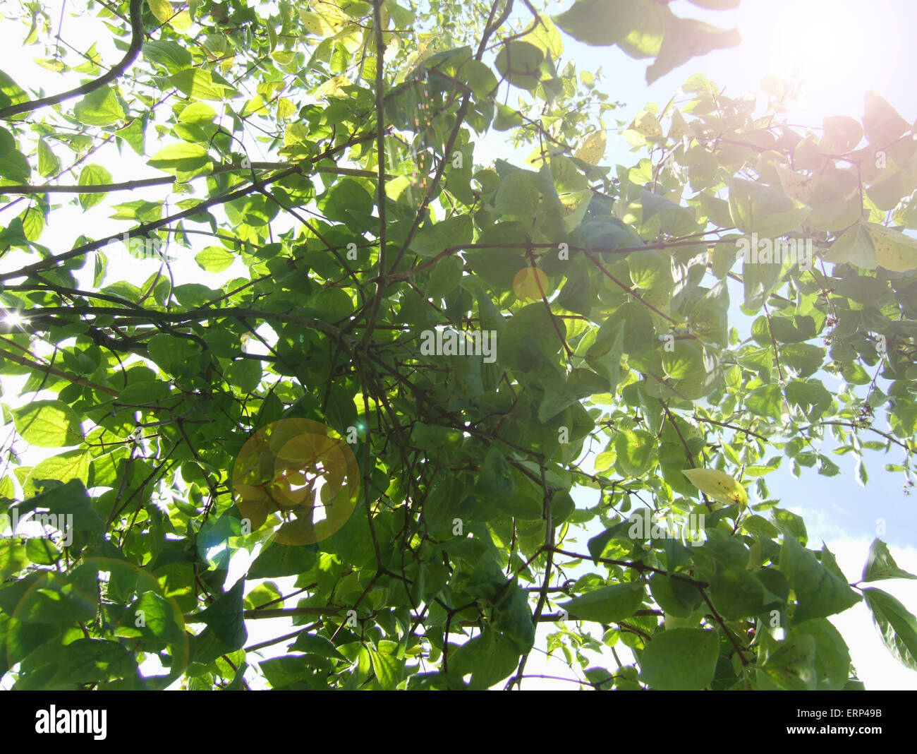 Dappled sunlight shines through a tree in summer Stock Photo - Alamy