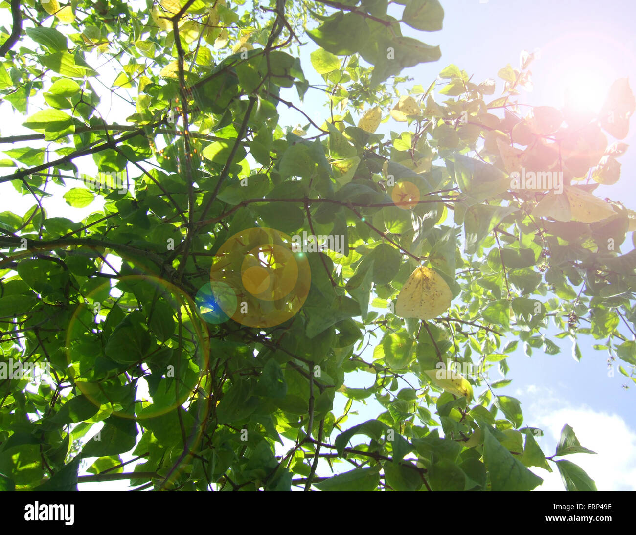 Dappled sunlight shines through a tree in summer Stock Photo - Alamy