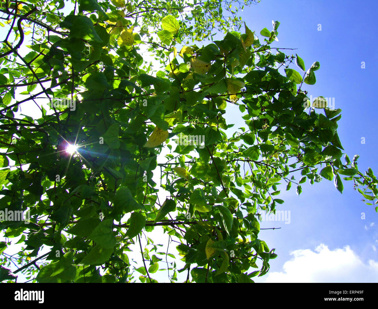 Sun dappled leaves hi-res stock photography and images - Alamy