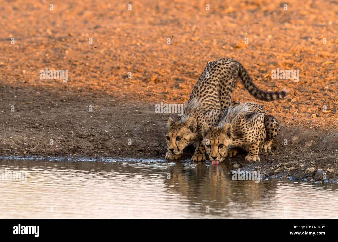 Cheetah Drinking Water High Resolution Stock Photography and Images - Alamy