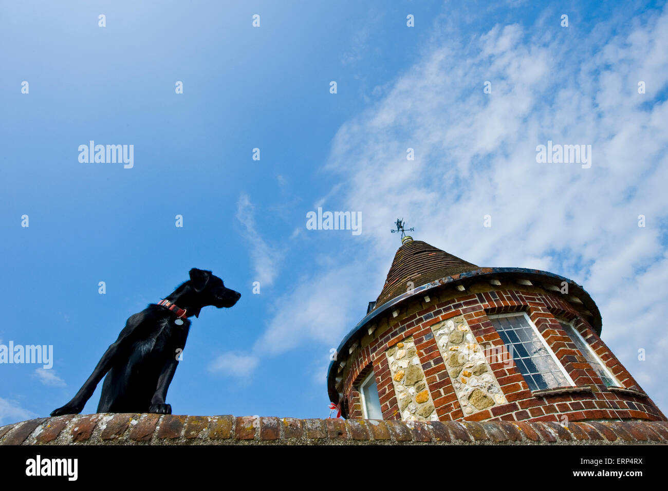 Black labradors with a turret and a clear blue sky Stock Photo - Alamy