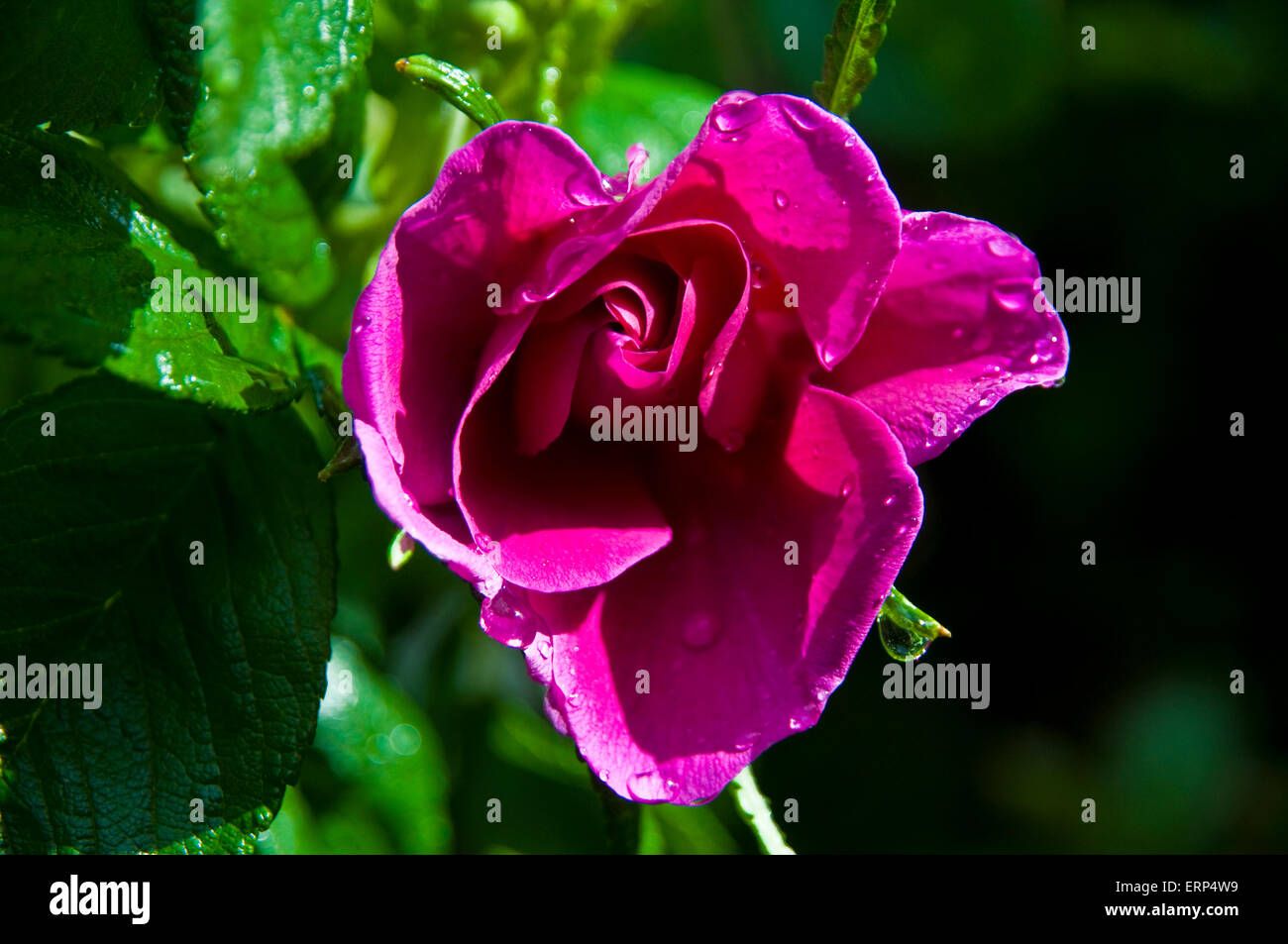 Purple rose dew drops hi-res stock photography and images - Alamy