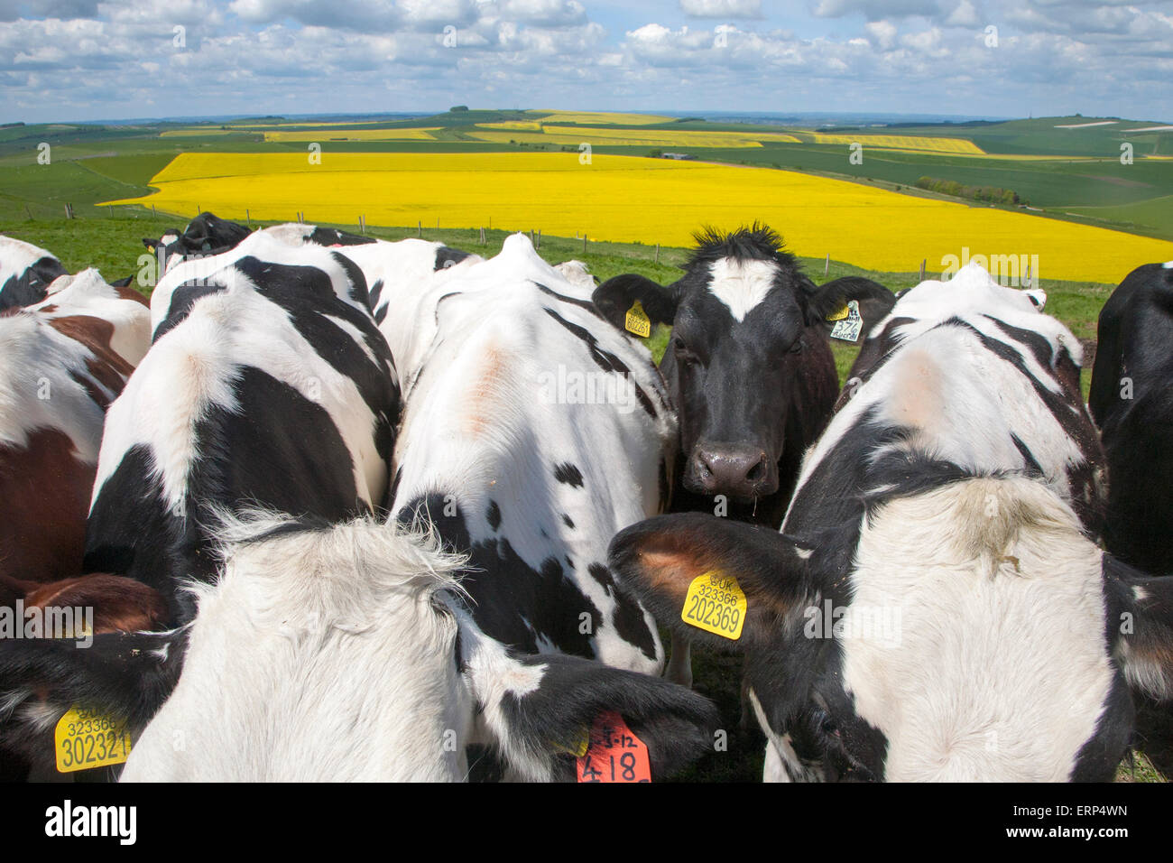 Young cattle standing high on chalk downland with oil seed rape crop ...