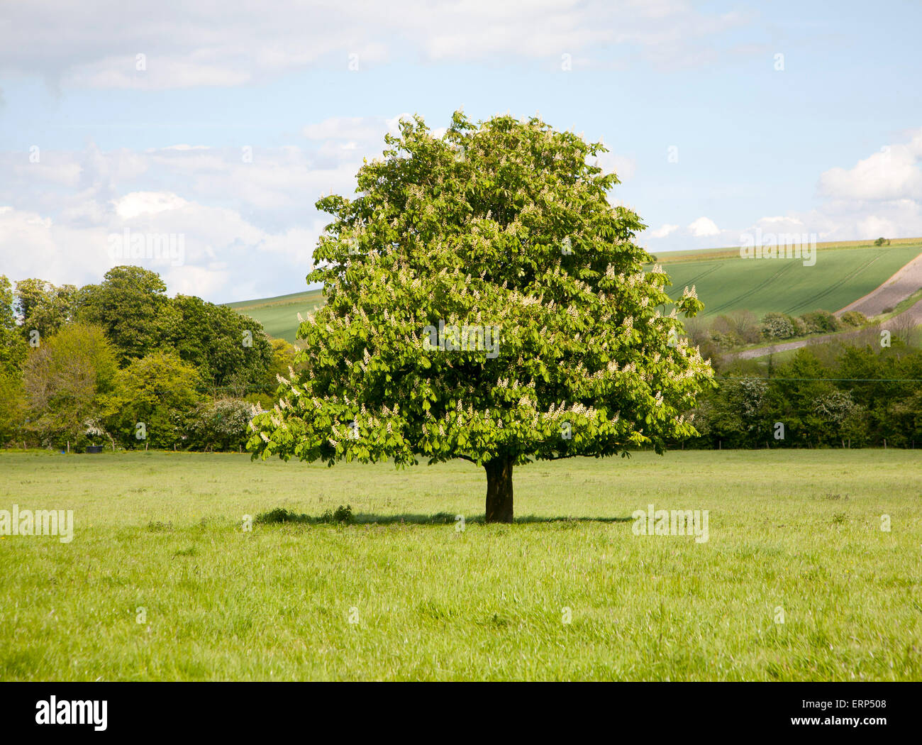 Candelabra of summer flowers on a horse chestnut tree, Aesculus ...