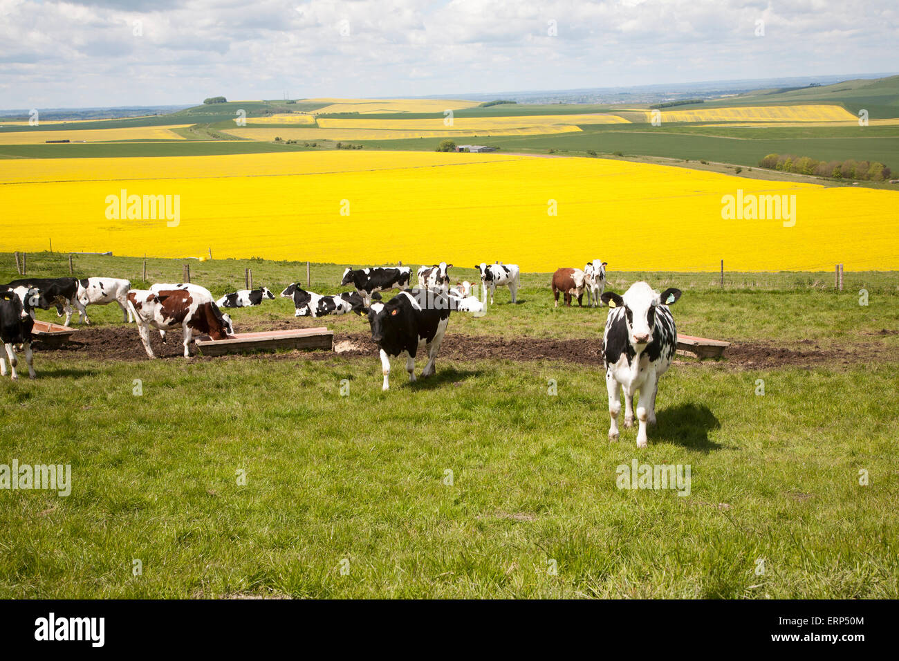 Young cattle standing high on chalk downland with oil seed rape crop in ...