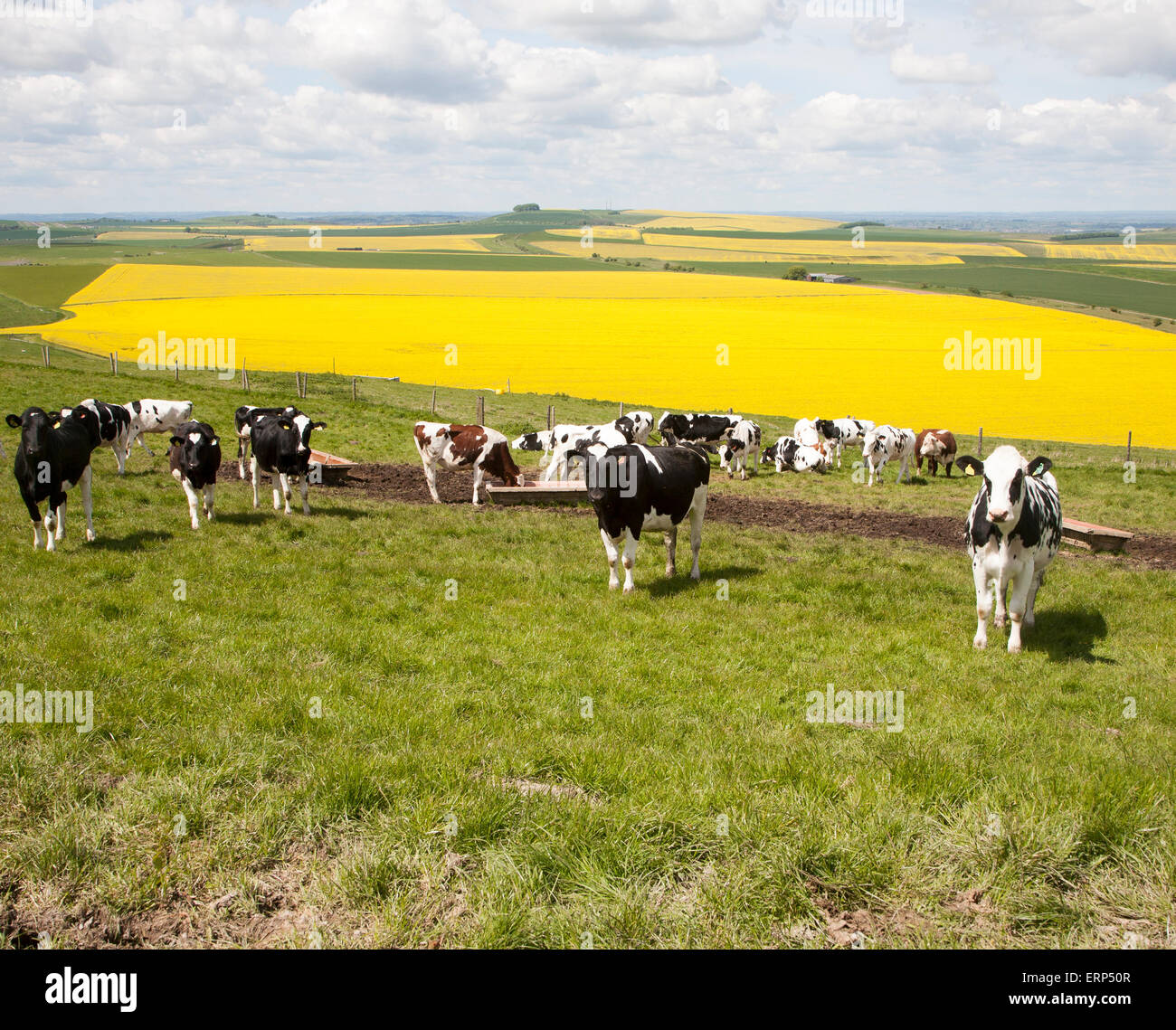 Young cattle standing high on chalk downland with oil seed rape crop in ...