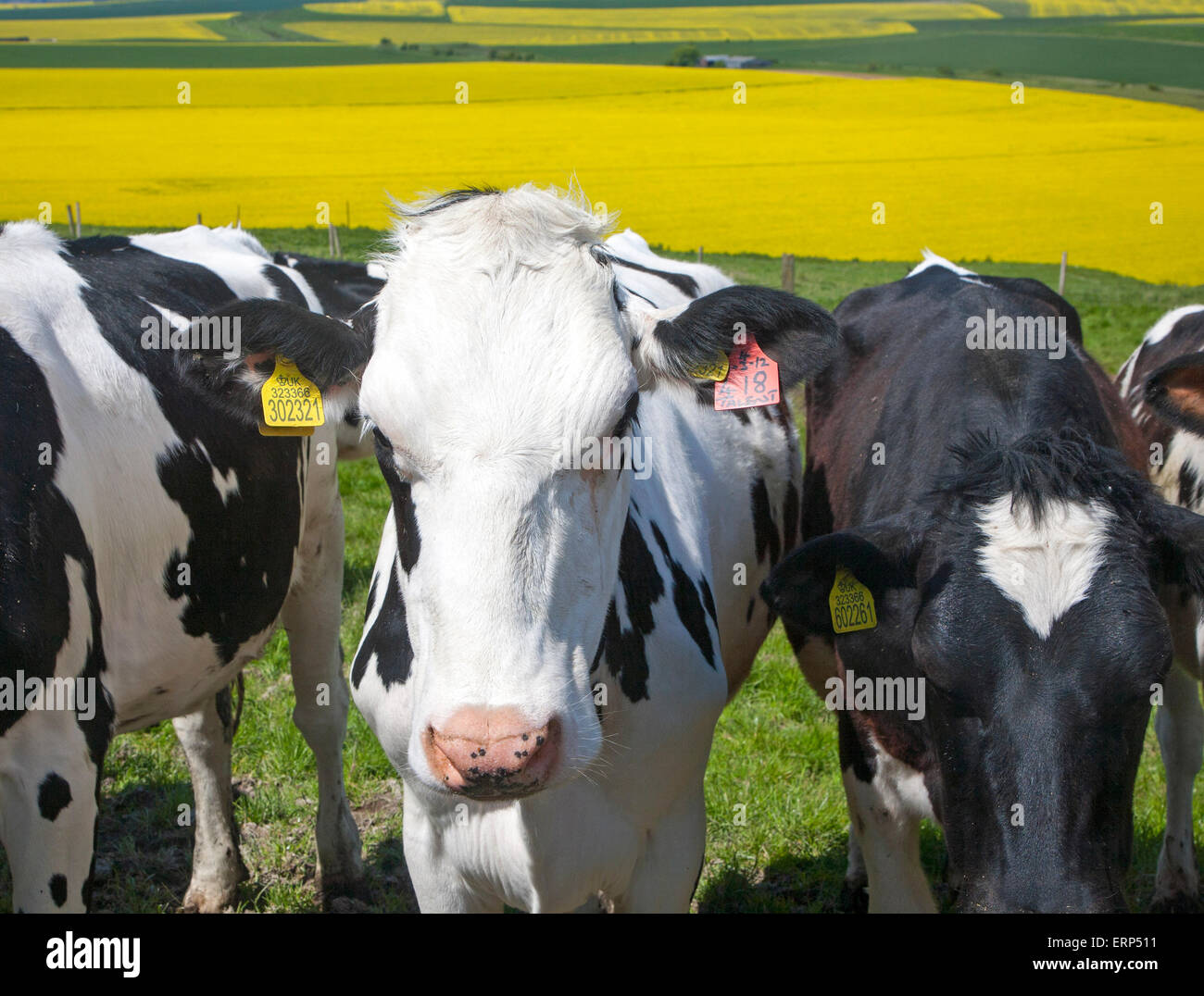 Young cattle standing high on chalk downland with oil seed rape crop ...