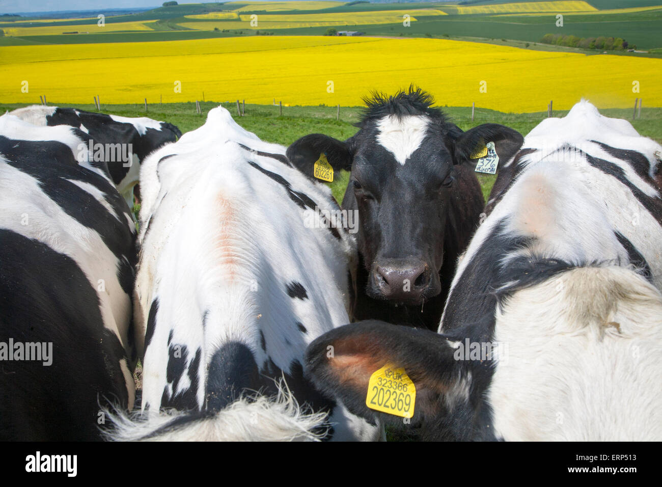 Young cattle standing high on chalk downland with oil seed rape crop ...