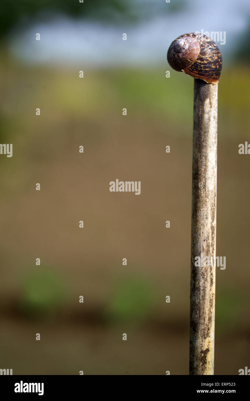 Empty snail shell on a cane in the vegetable garden Stock Photo - Alamy