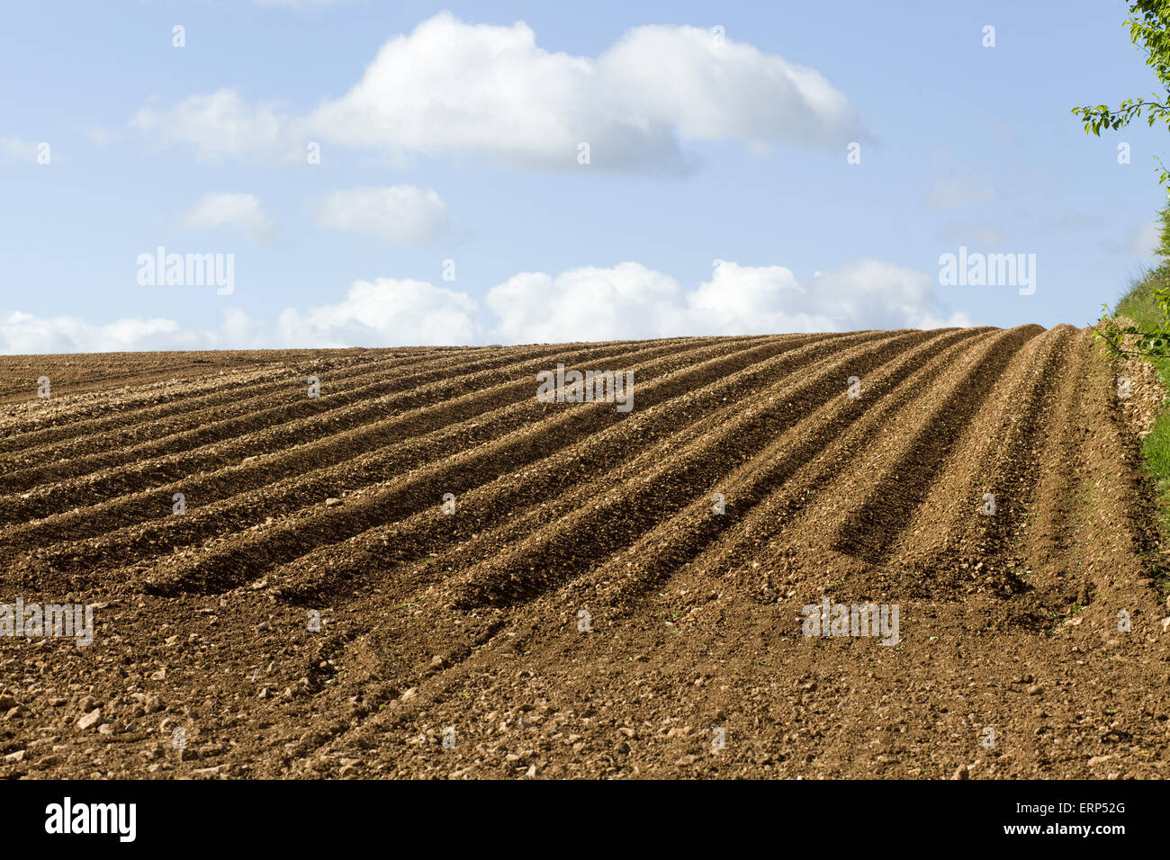 Ploughed field with large furrows Stock Photo - Alamy