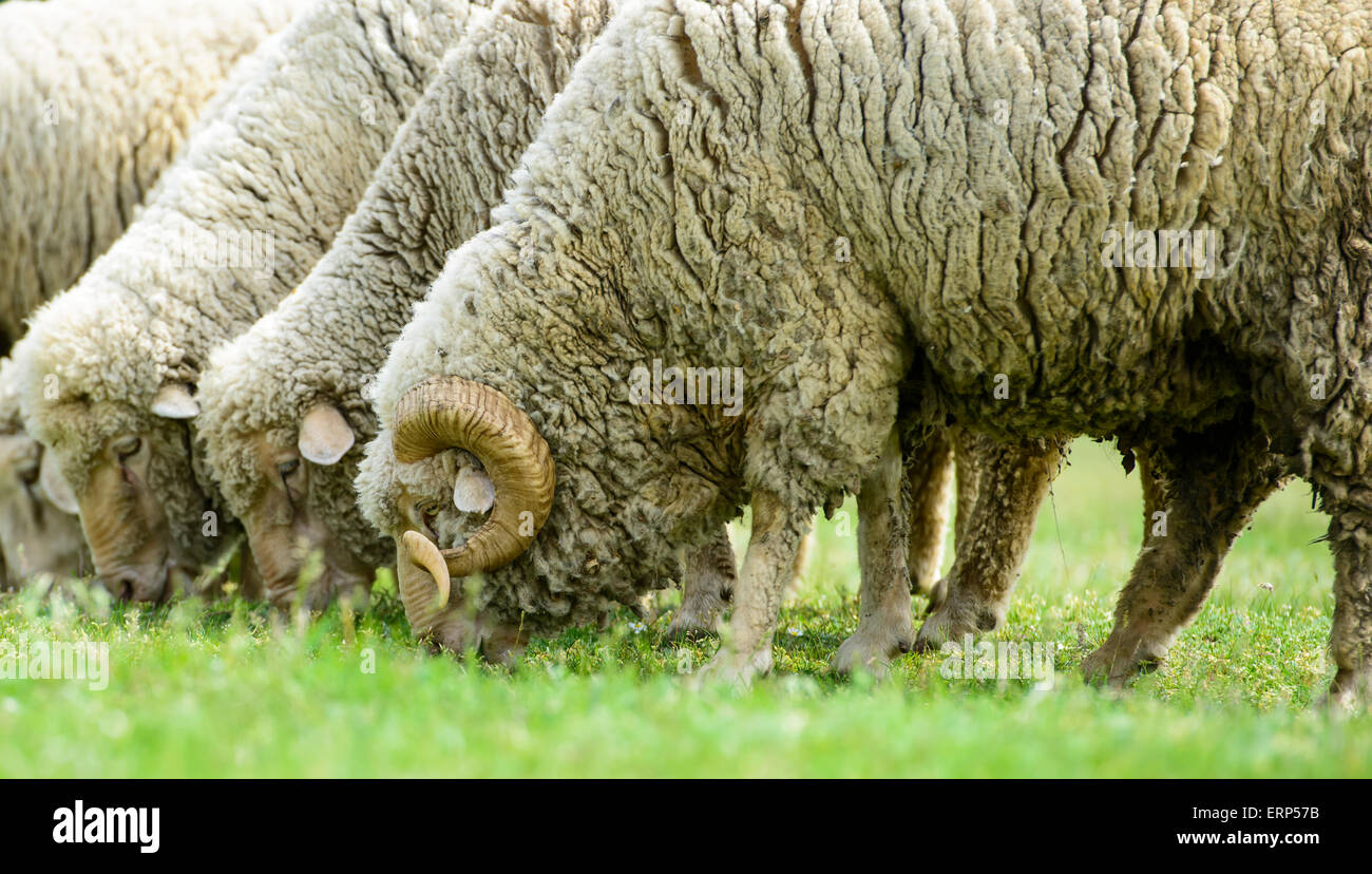 Sheep and green grass hi-res stock photography and images - Alamy