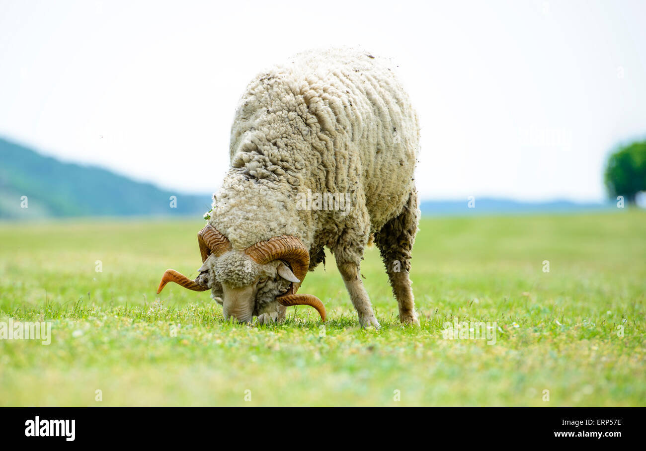 Sheep eating grass on a field Stock Photo - Alamy