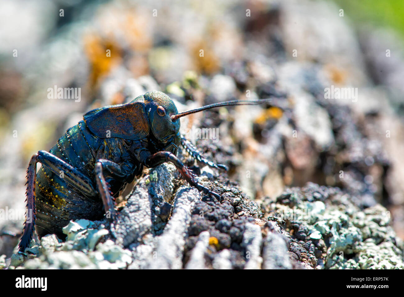 Bradyporus dasypus in natural background Stock Photo - Alamy