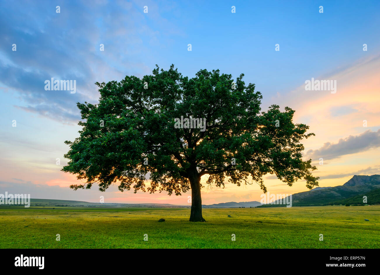 Beautiful Oak at the sunset Stock Photo - Alamy