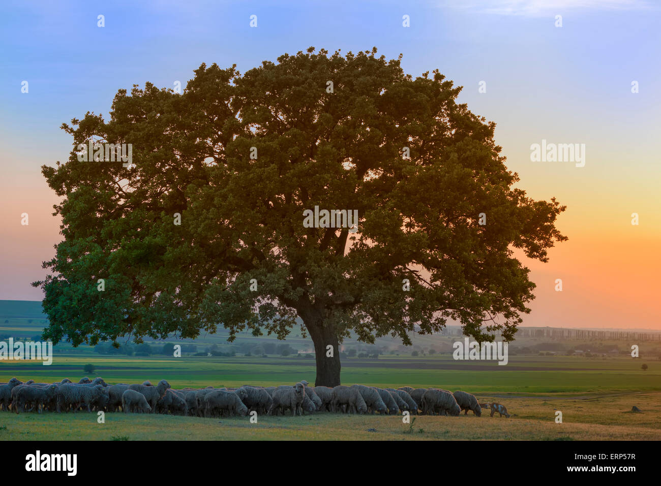 sheep sheltering in the shade near an oak Stock Photo - Alamy